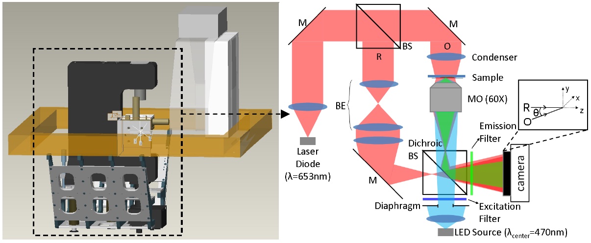 Real Time 3D Cytomorphological Imaging using Digital Holographic ...