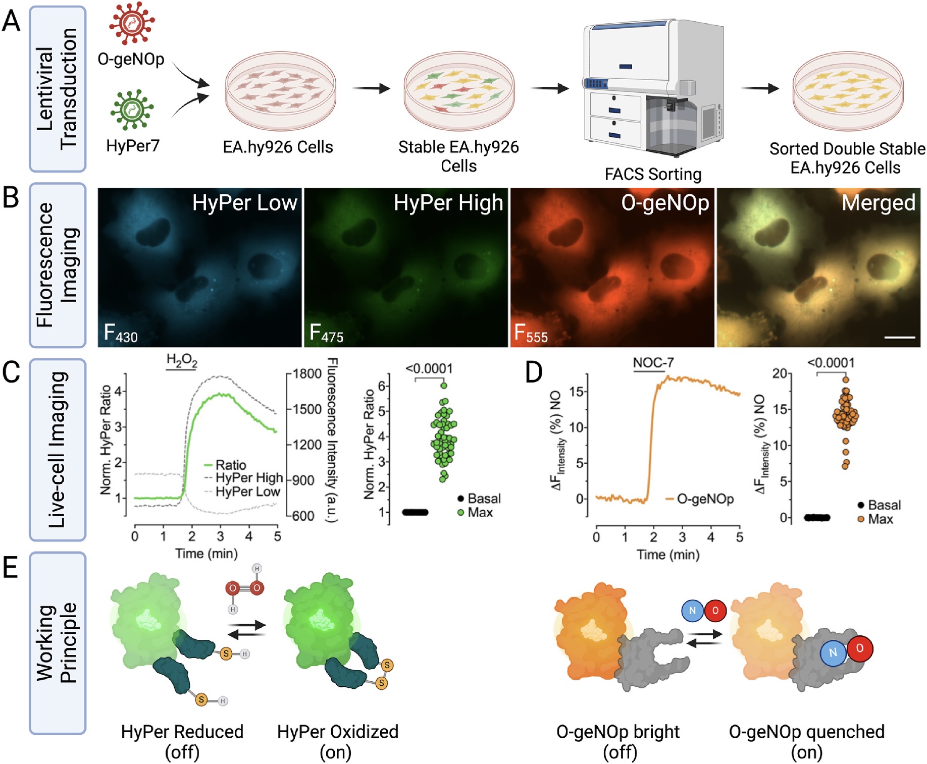 Visualizing hydrogen peroxide and nitric oxide dynamics in endothelial cells using multispectral ...